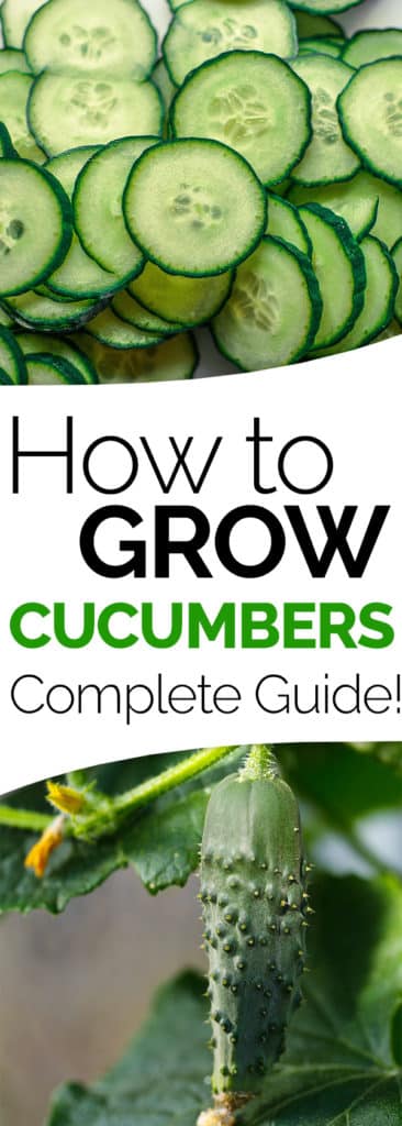 How to Grow Cucumbers